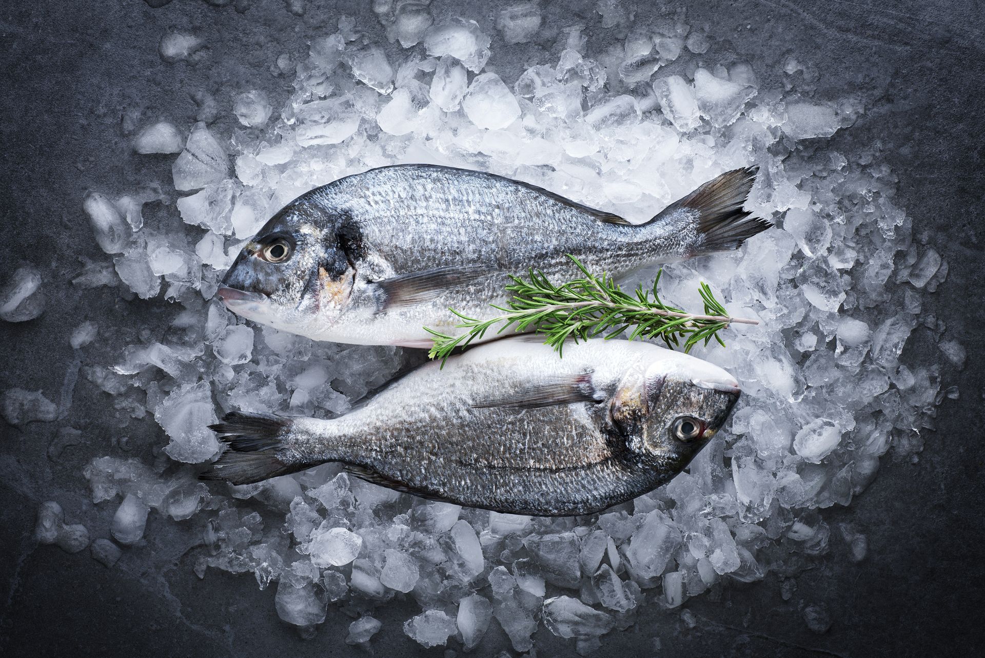 Fischgroßhandel und Küstenfischerei in Wolgast | Bergen auf Rügen